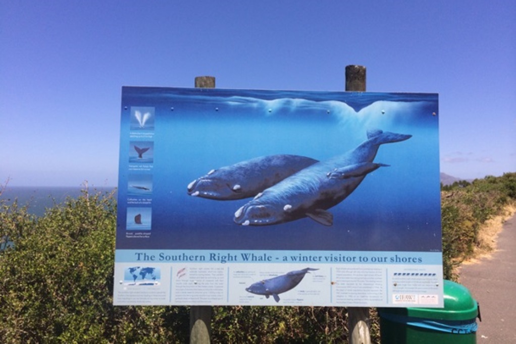 Giants of False Bay: Whale Watching and More | Cape Villa Collection